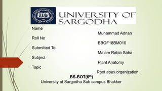 Root apex organization | PPT | Free Download