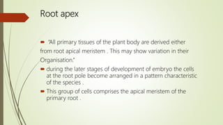 Root apex organization | PPTX