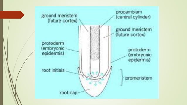 Root apex organization | PPTX