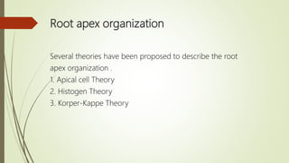 Root apex organization | PPTX