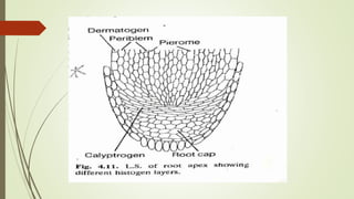 Root apex organization | PPTX