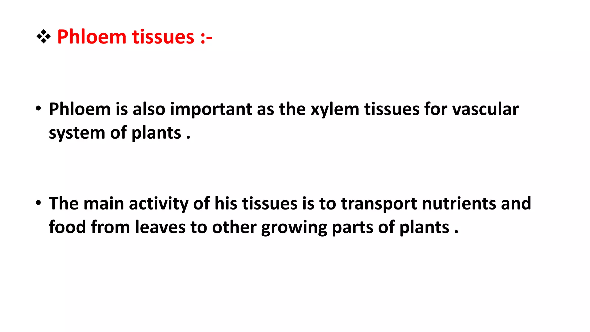Root apex and vasculer elements | PPT