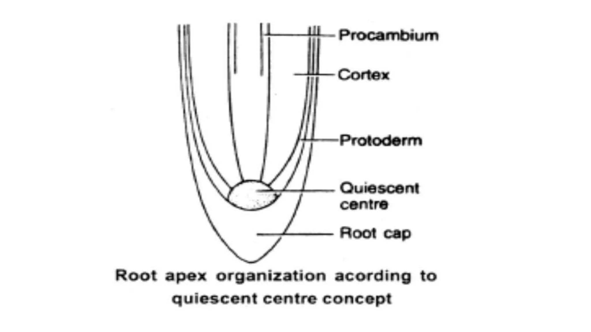 Root apex and vasculer elements | PPT