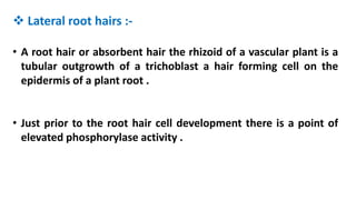 Root apex and vasculer elements | PPT