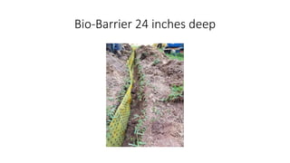 barrera radicular | PPTX