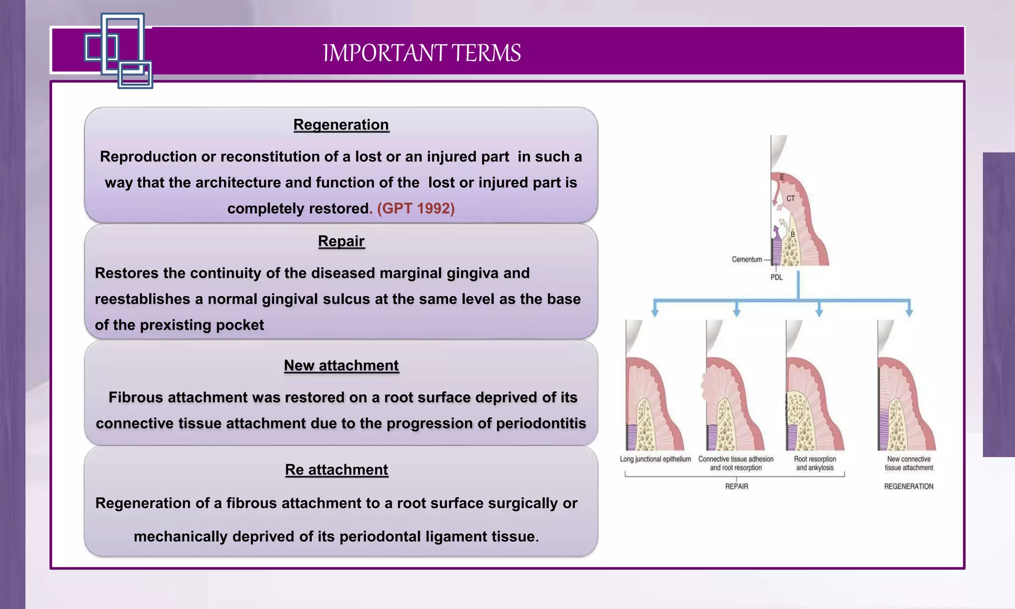 Root biomodification | PPT