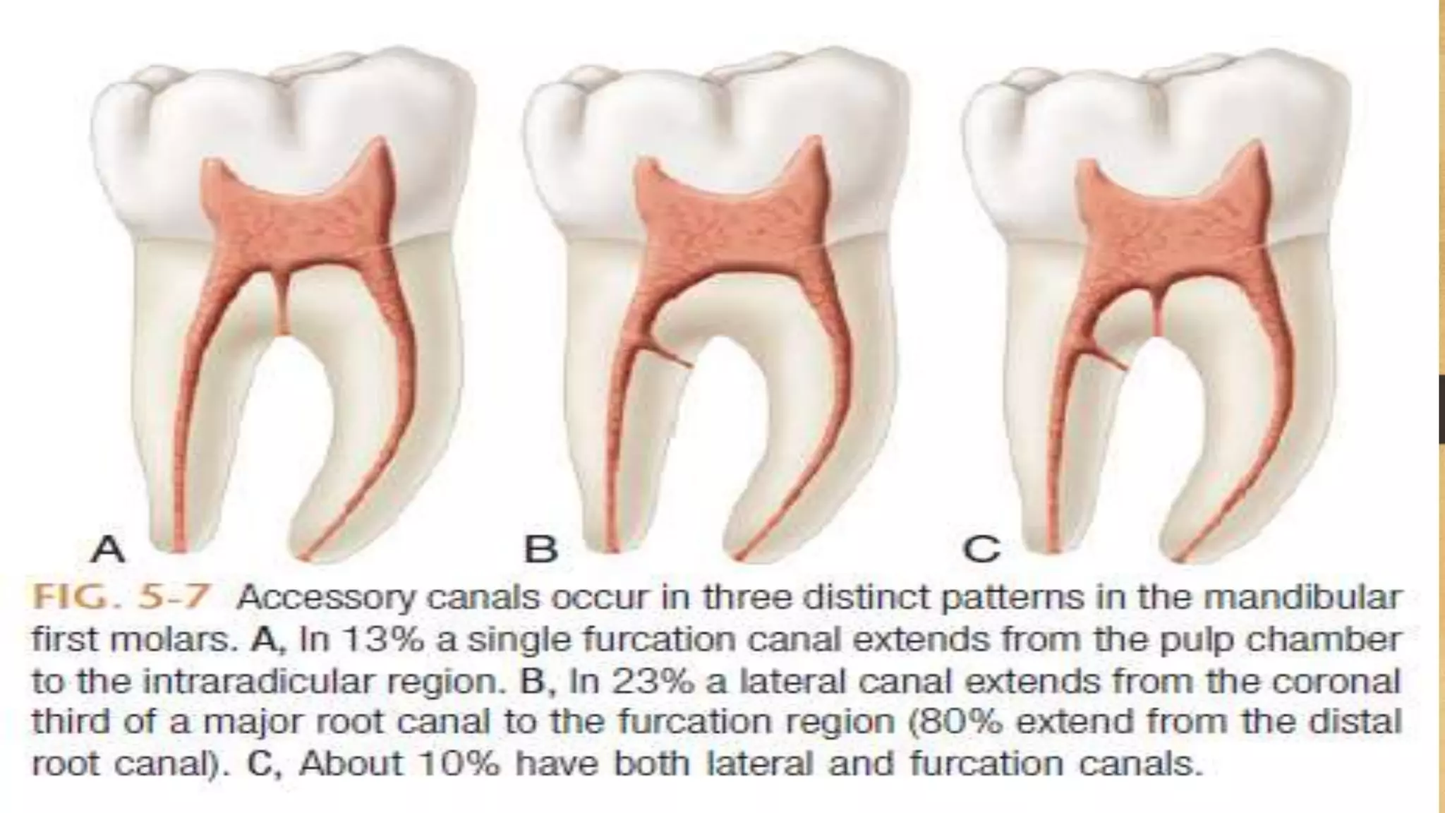 Root canal anatomy | PPTX | Dental Health | Diseases and Conditions