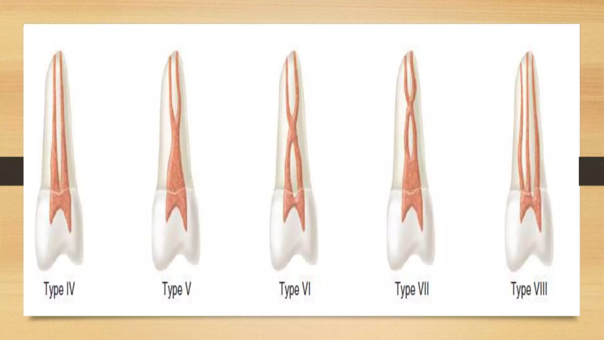 Root canal anatomy | PPTX | Dental Health | Diseases and Conditions