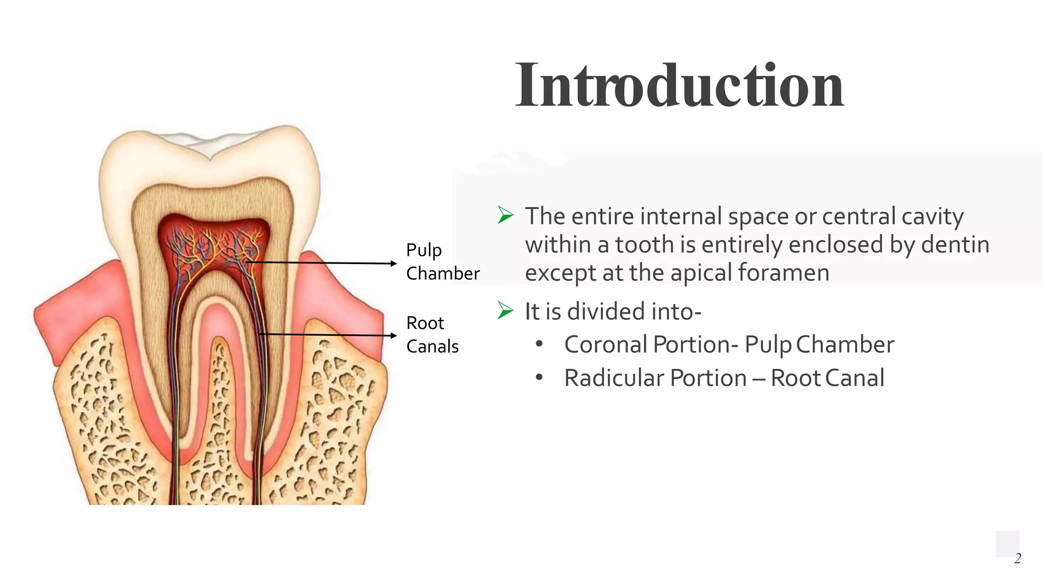 rootcanalanatomy-190808050207.pptx