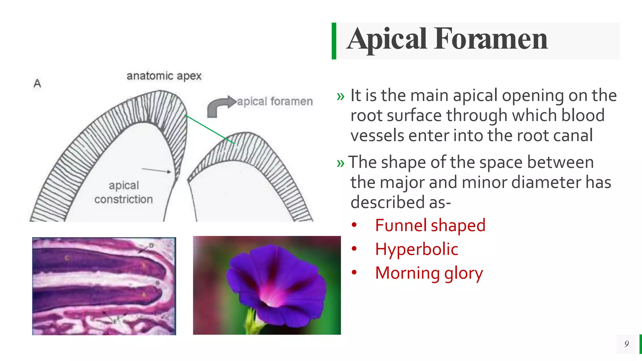 rootcanalanatomy-190808050207.pptx