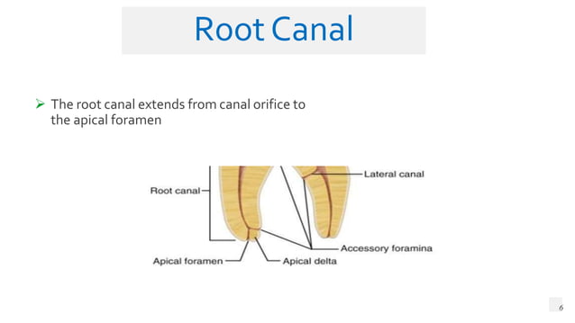 rootcanalanatomy-190808050207.pptx