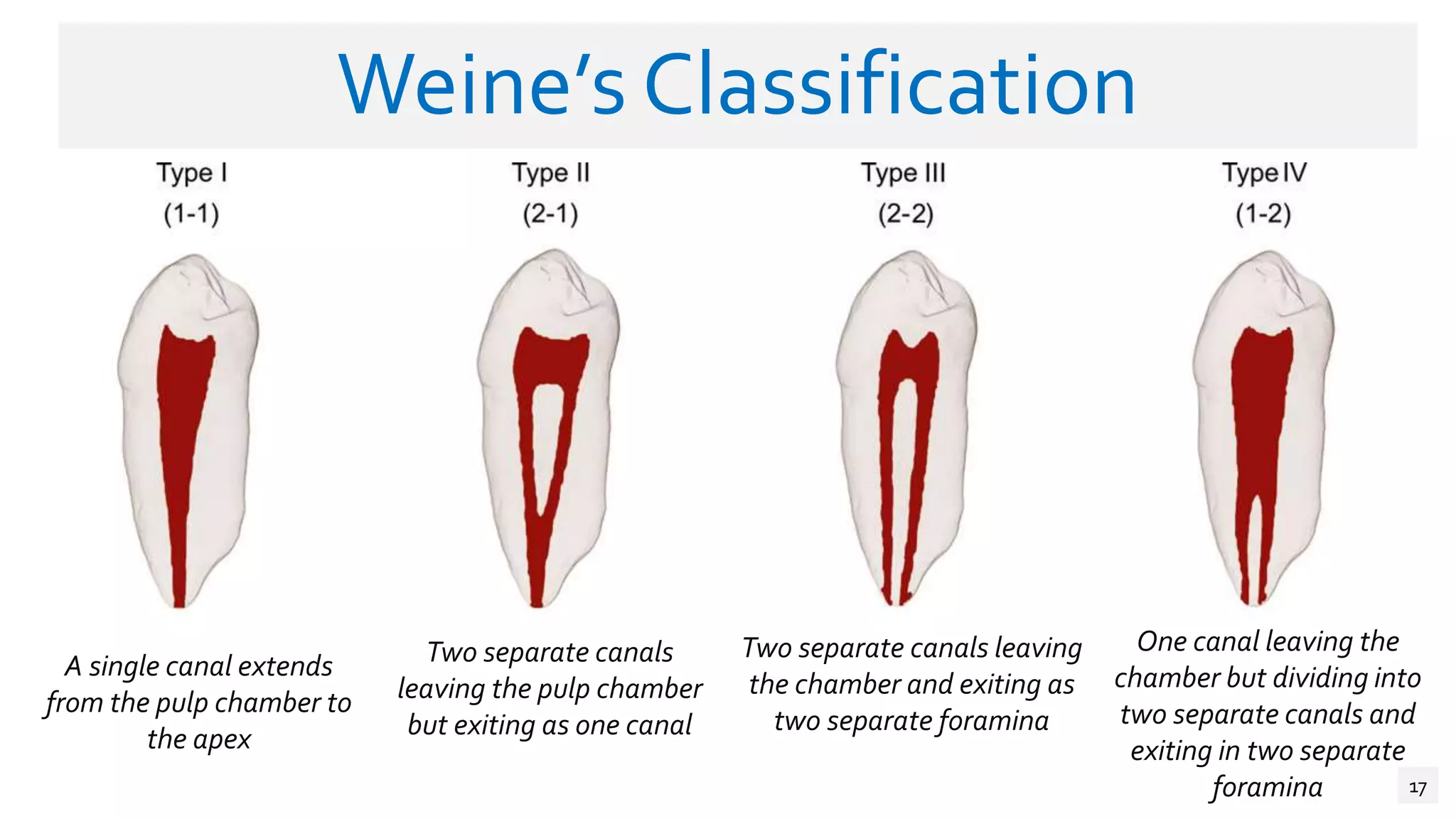 Root canal anatomy | PPTX
