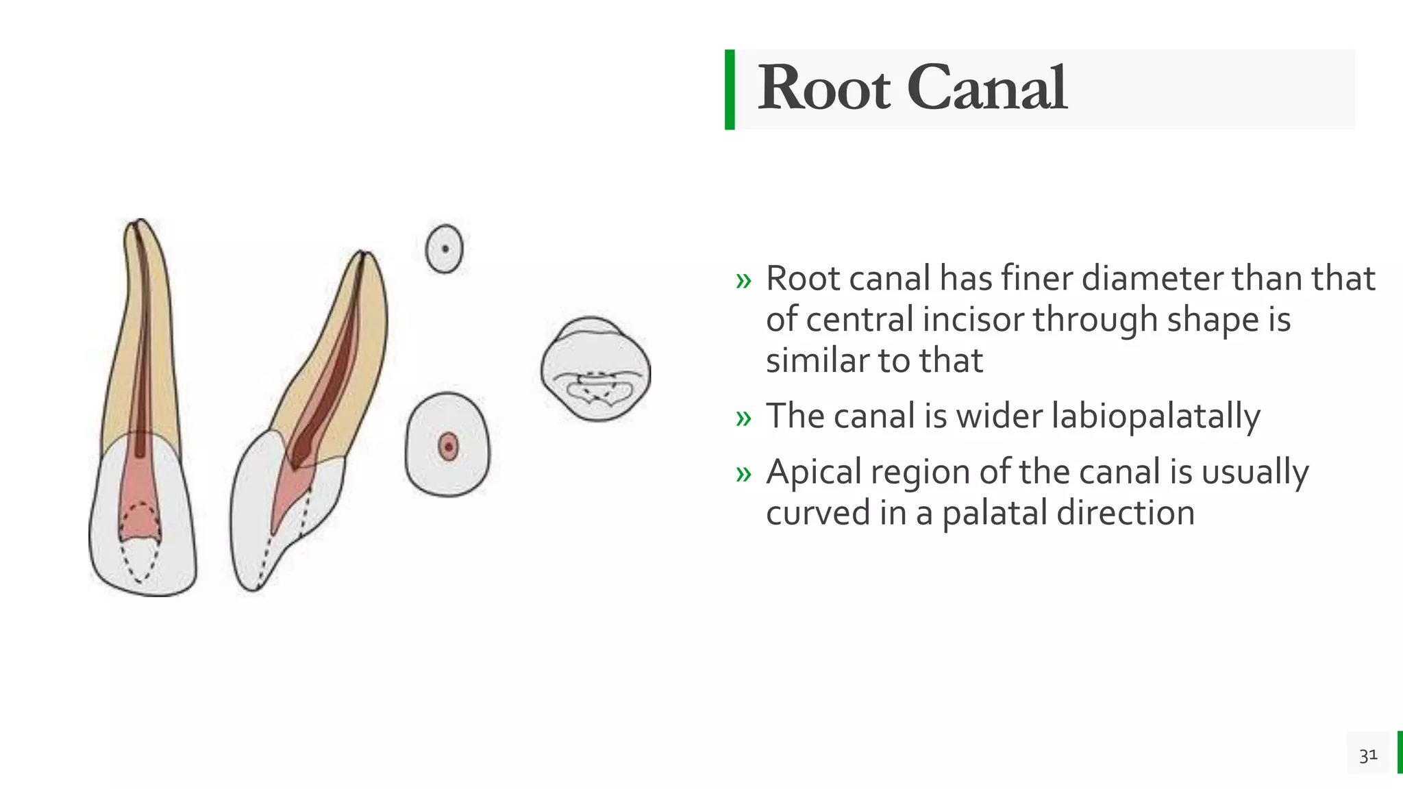 Root canal anatomy | PPTX