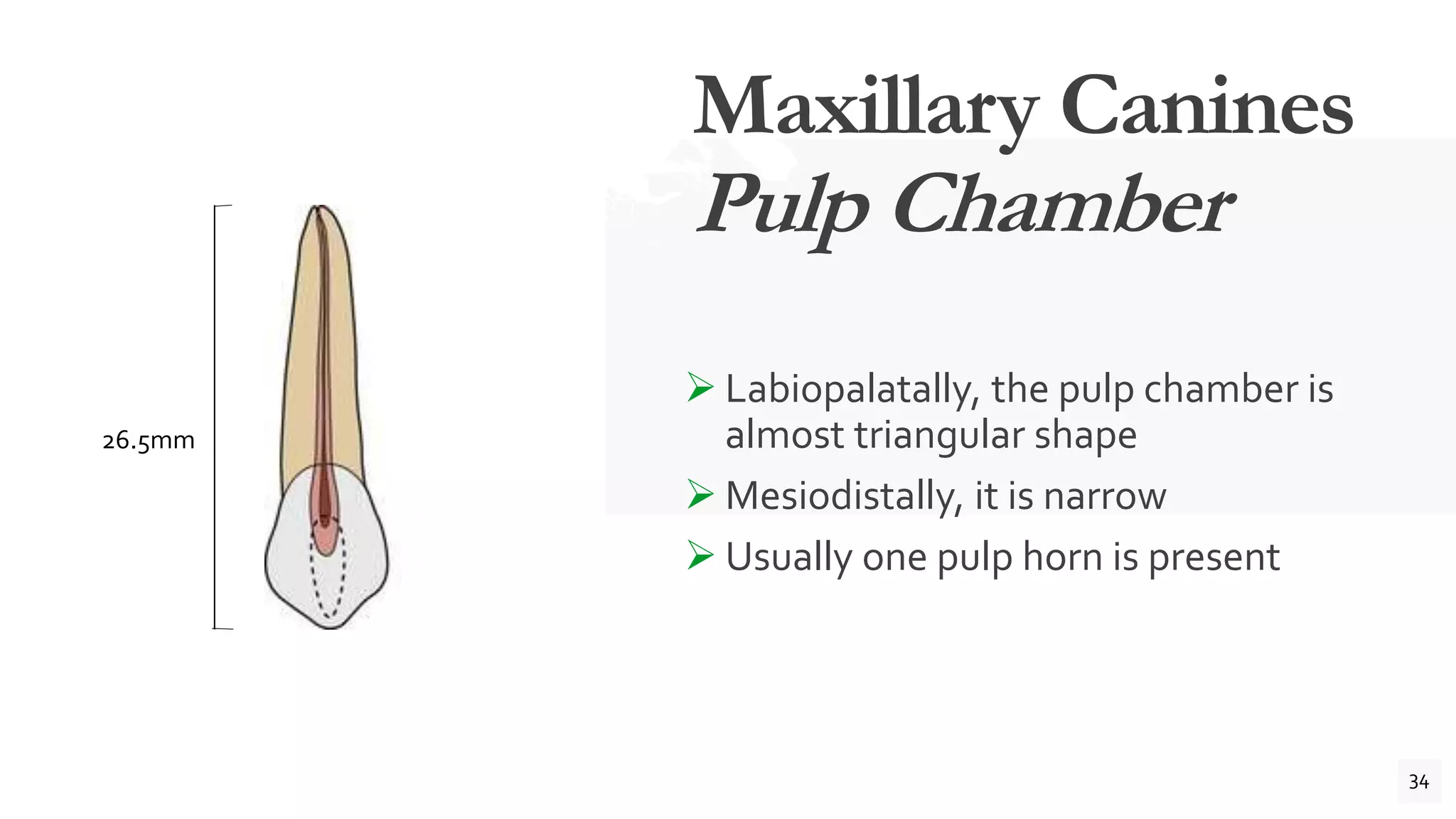 Root canal anatomy | PPTX