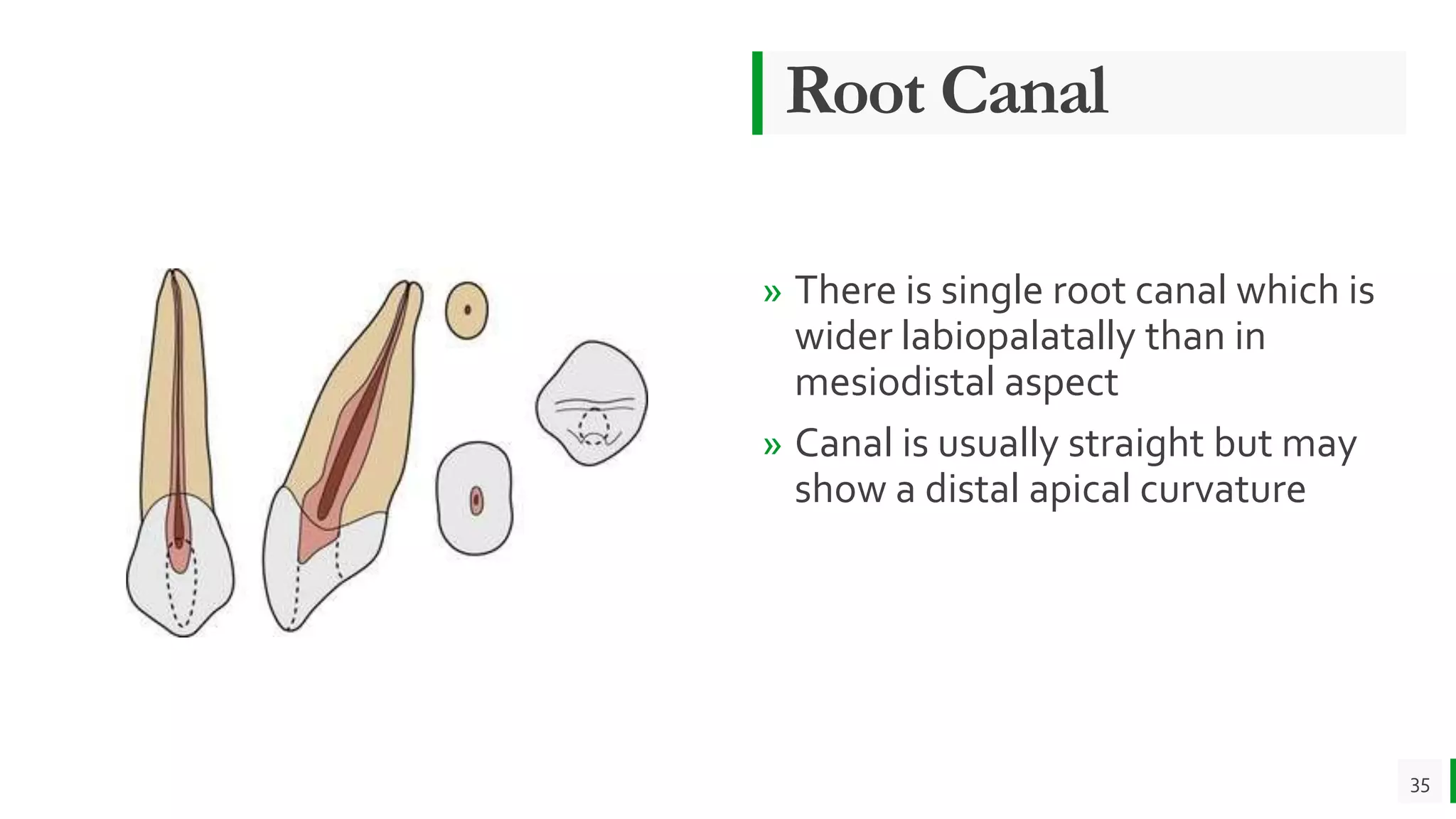 Root canal anatomy | PPTX