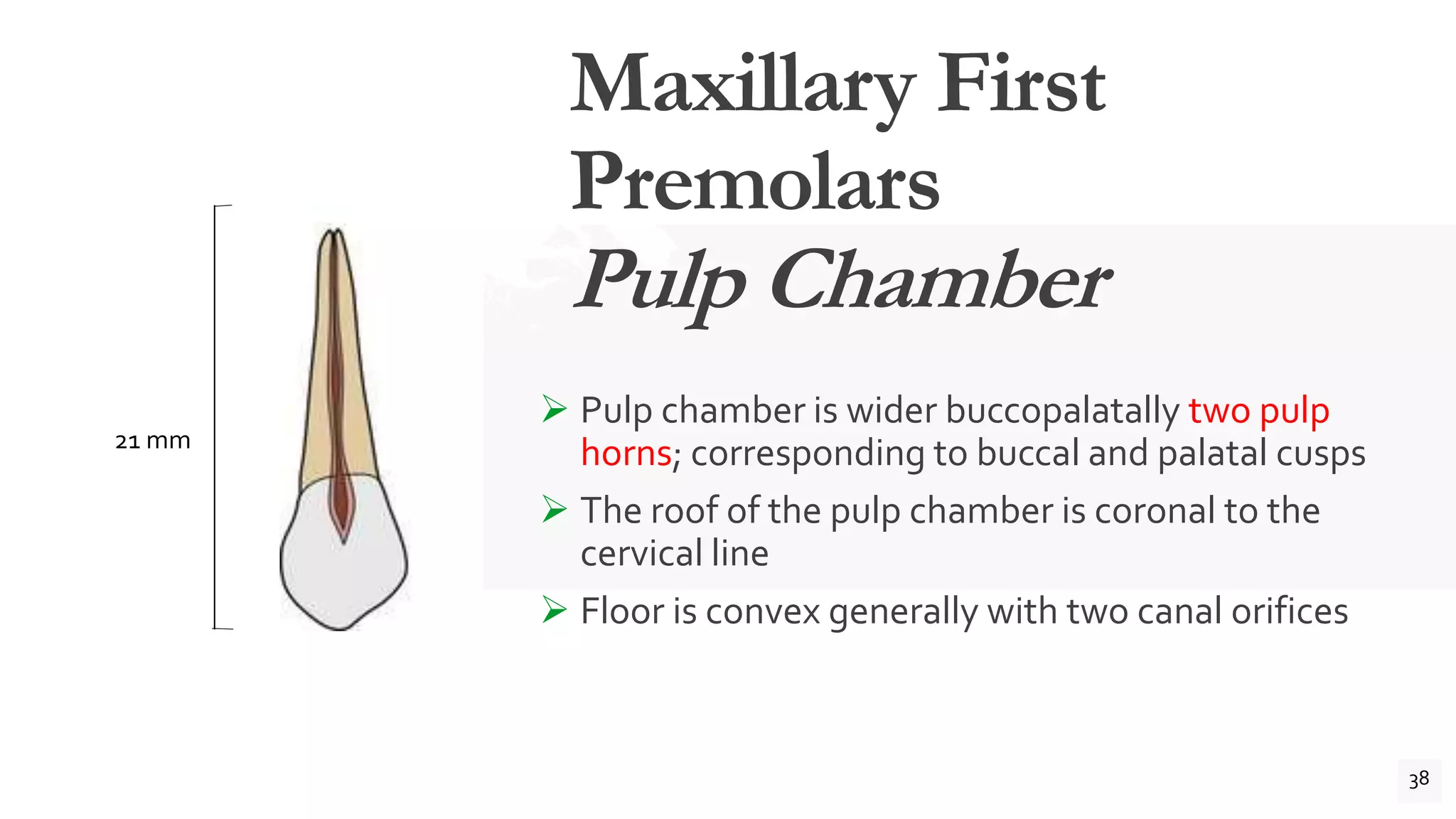 Root canal anatomy | PPTX