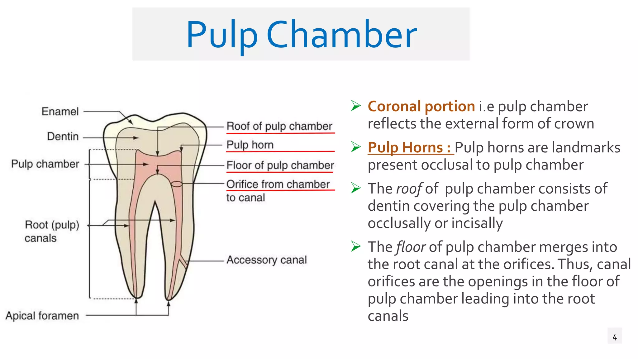Root canal anatomy | PPTX