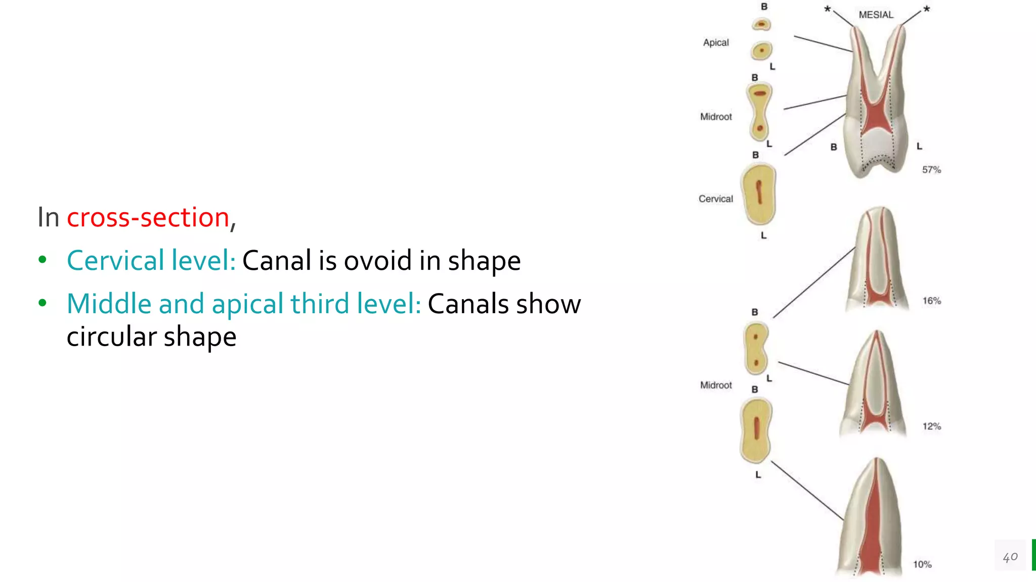 Root canal anatomy | PPTX