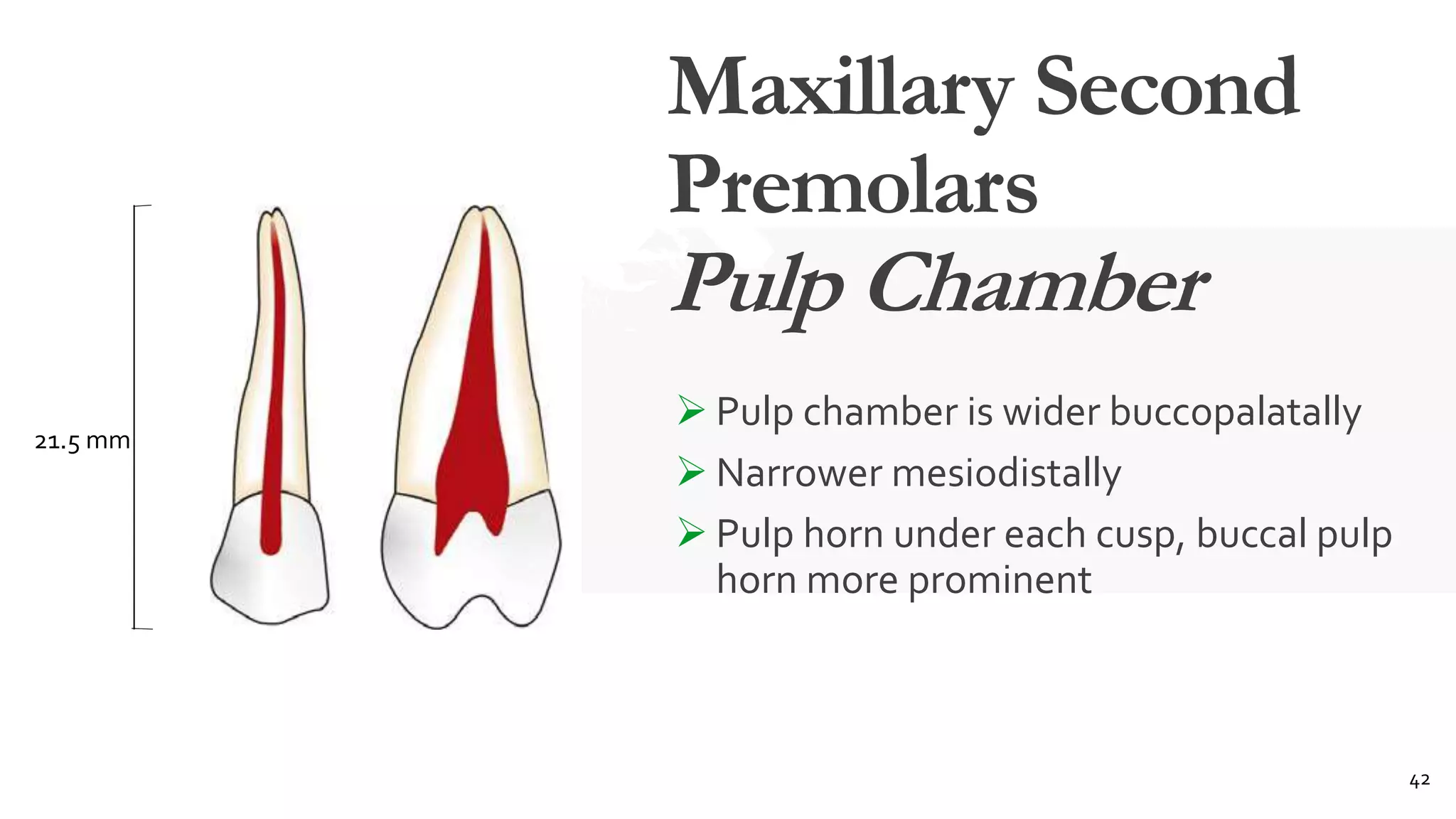 Root canal anatomy | PPTX