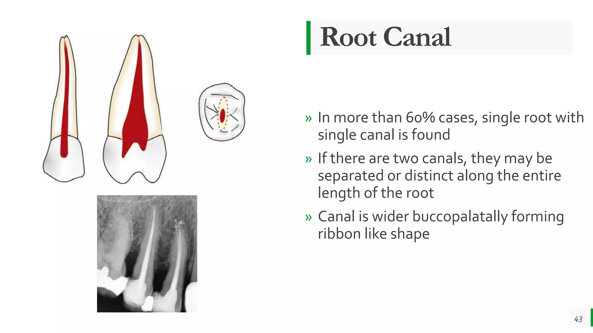 Root canal anatomy | PPTX