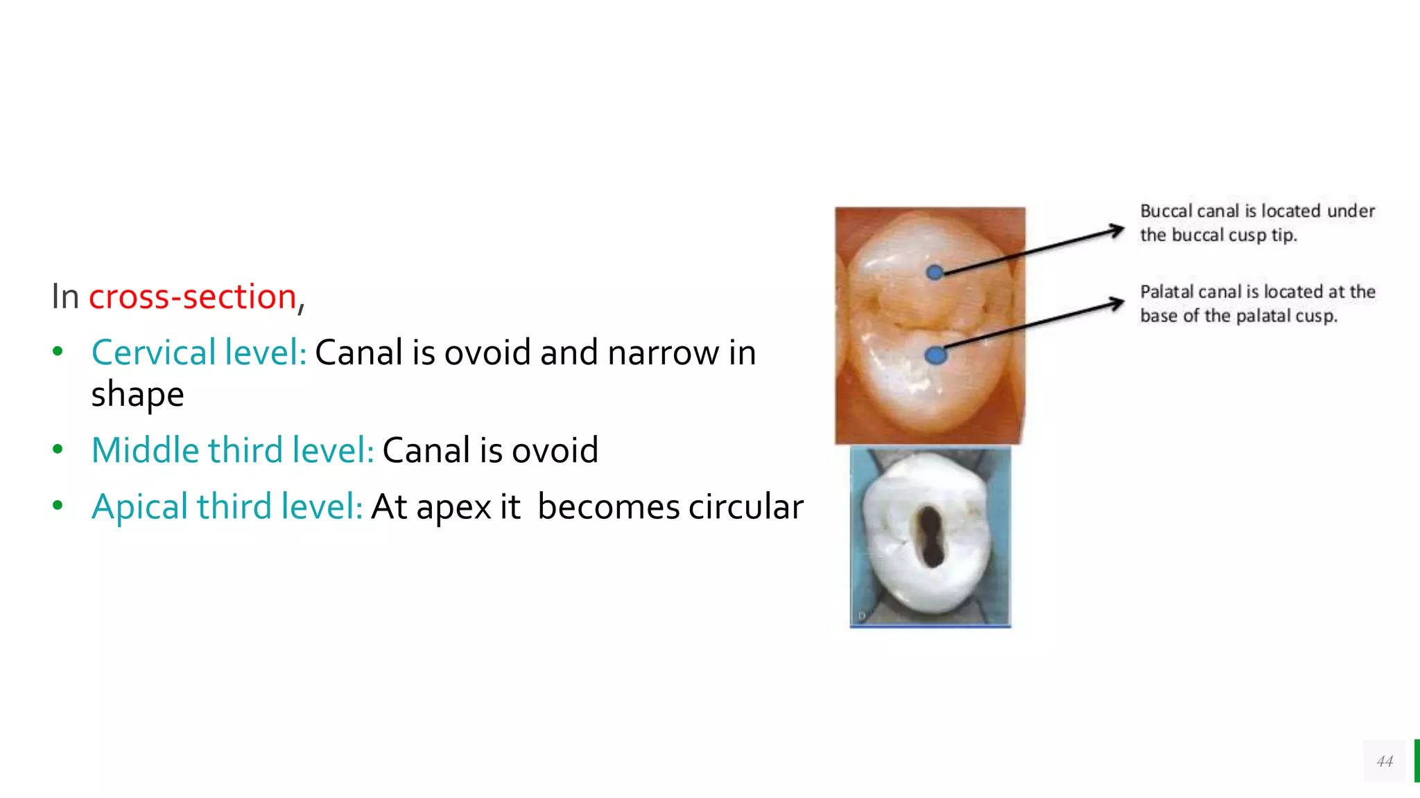 Root canal anatomy | PPTX
