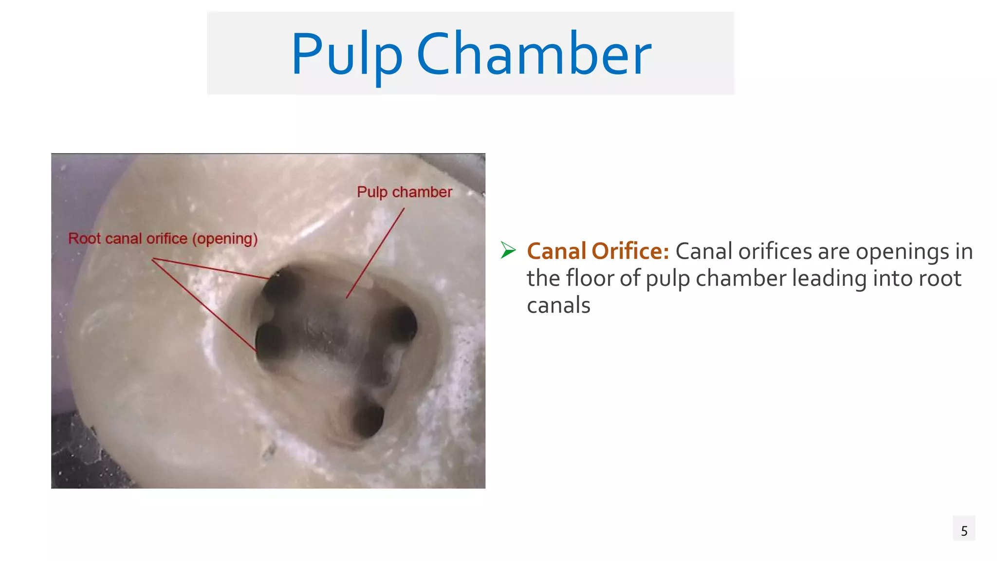Root canal anatomy | PPTX