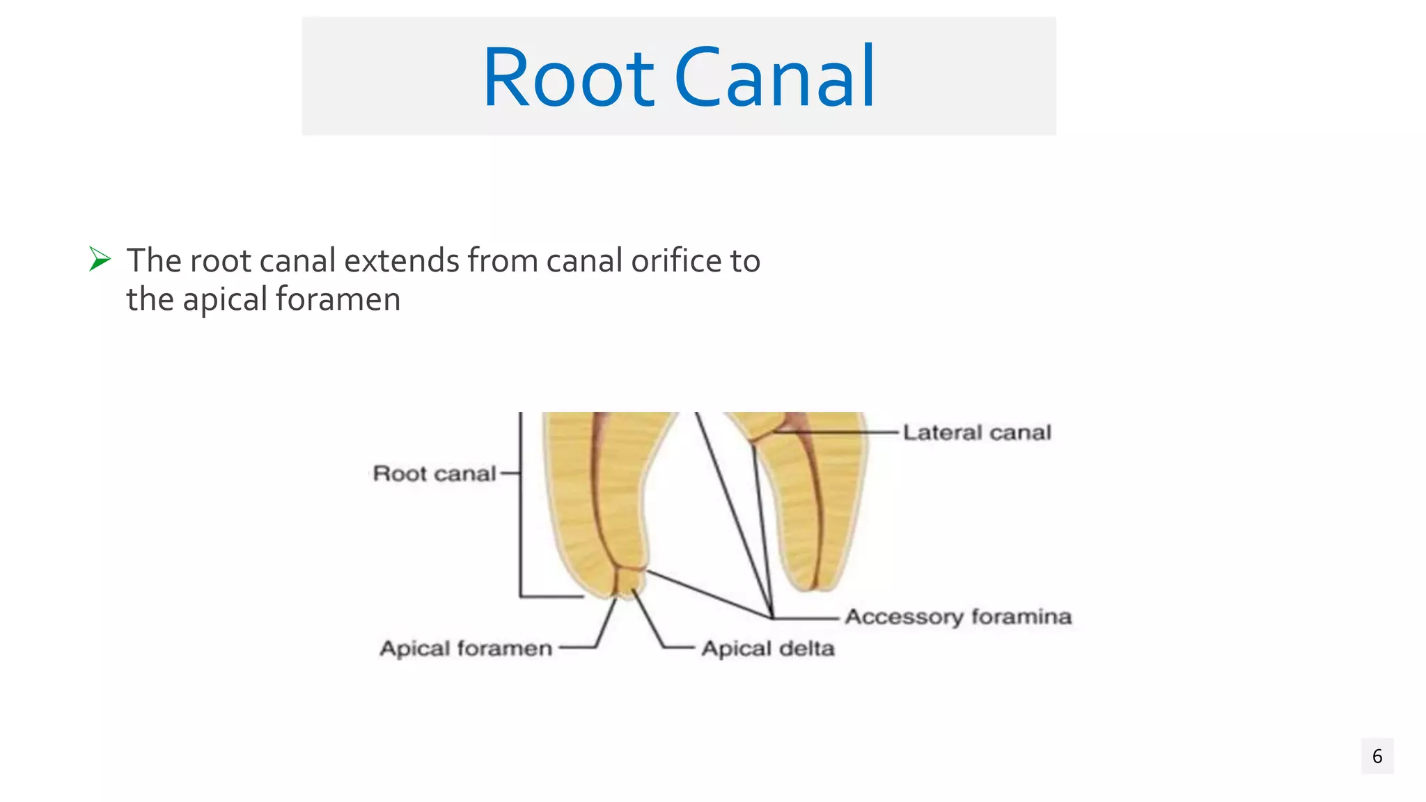 Root canal anatomy | PPTX
