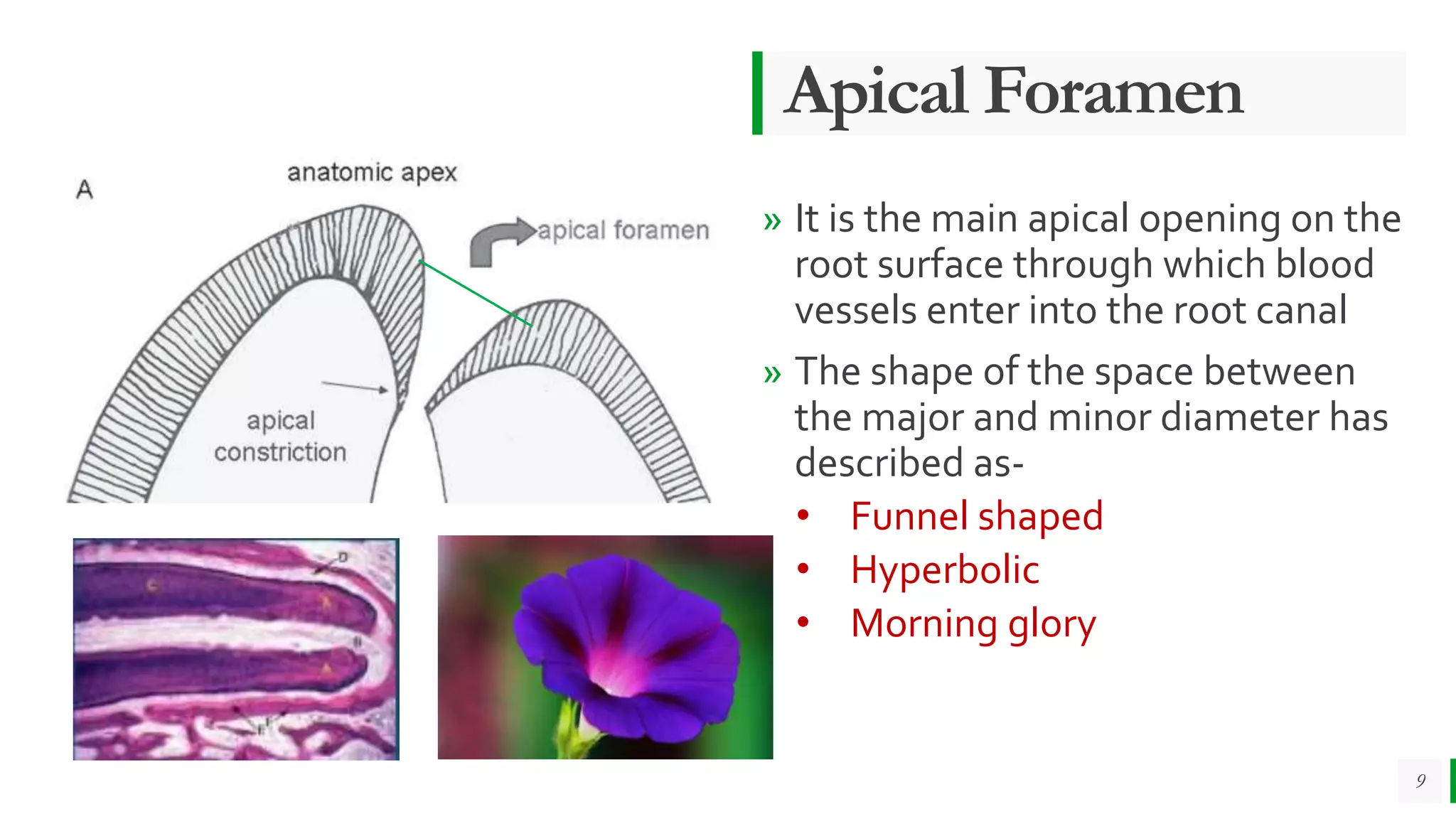 Root canal anatomy | PPTX