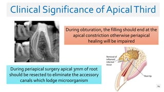 Root canal anatomy | PPTX