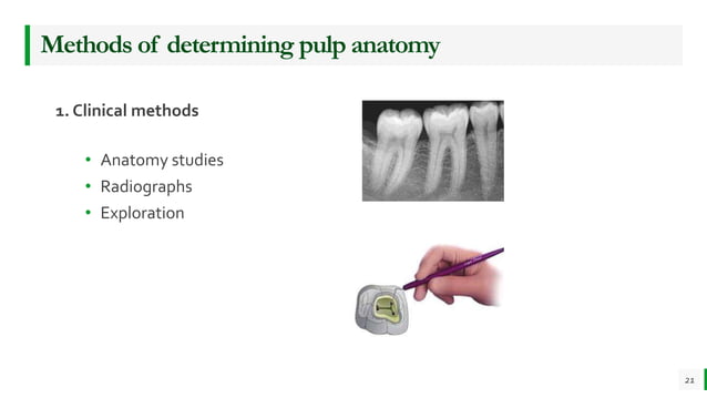 Root canal anatomy | PPTX | Dental Health | Diseases and Conditions