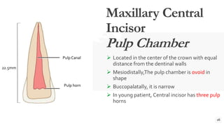 Root canal anatomy | PPTX