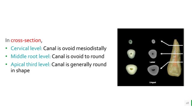 Root canal anatomy | PPTX | Dental Health | Diseases and Conditions