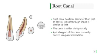 Root canal anatomy | PPTX
