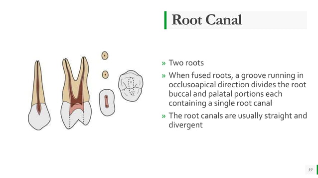 Root canal anatomy | PPTX | Dental Health | Diseases and Conditions