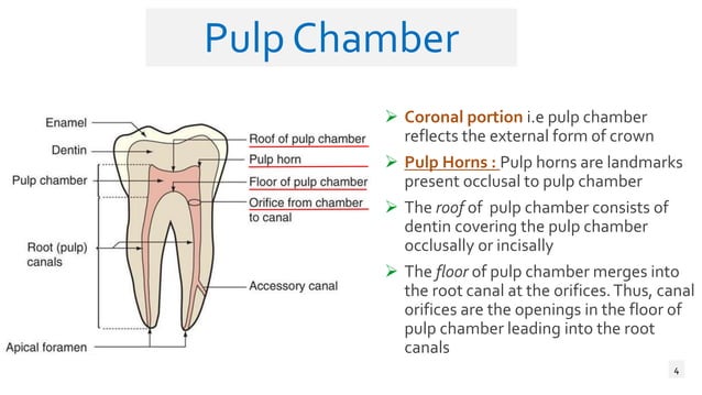 Root canal anatomy | PPTX | Dental Health | Diseases and Conditions