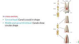 Root canal anatomy | PPTX