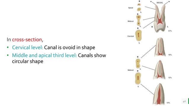 Root canal anatomy | PPTX | Dental Health | Diseases and Conditions