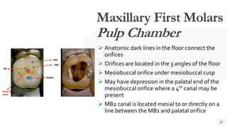Root canal anatomy | PPTX