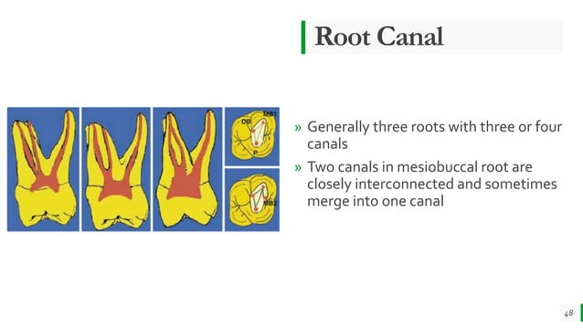 Root Canal Anatomy Ppt