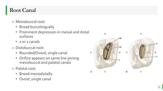 Root canal anatomy | PPTX