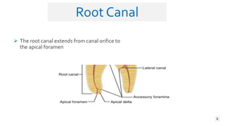 Root canal anatomy | PPTX