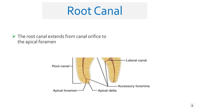Root canal anatomy | PPTX | Dental Health | Diseases and Conditions