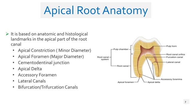 Root canal anatomy | PPTX | Dental Health | Diseases and Conditions