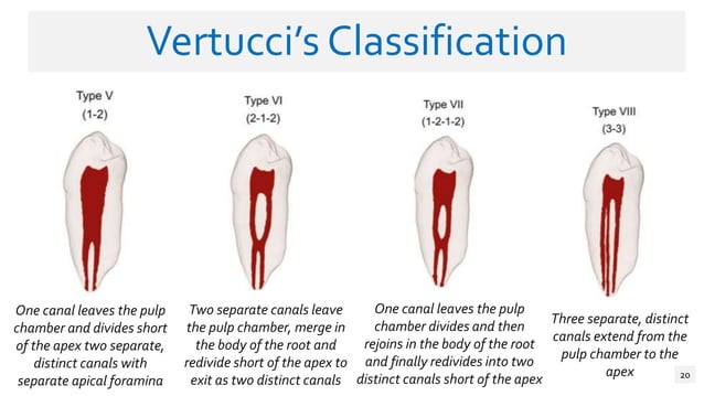 Root canal anatomy | PPT