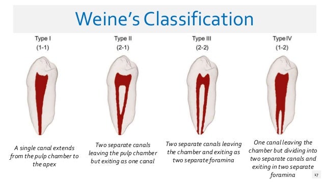Root canal anatomy