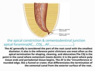 root_canal_anatomy_dentistry_related.pptx