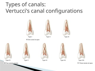 root_canal_anatomy_dentistry_related.pptx