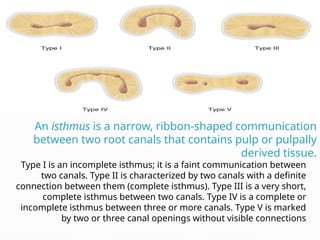 root_canal_anatomy_dentistry_related.pptx