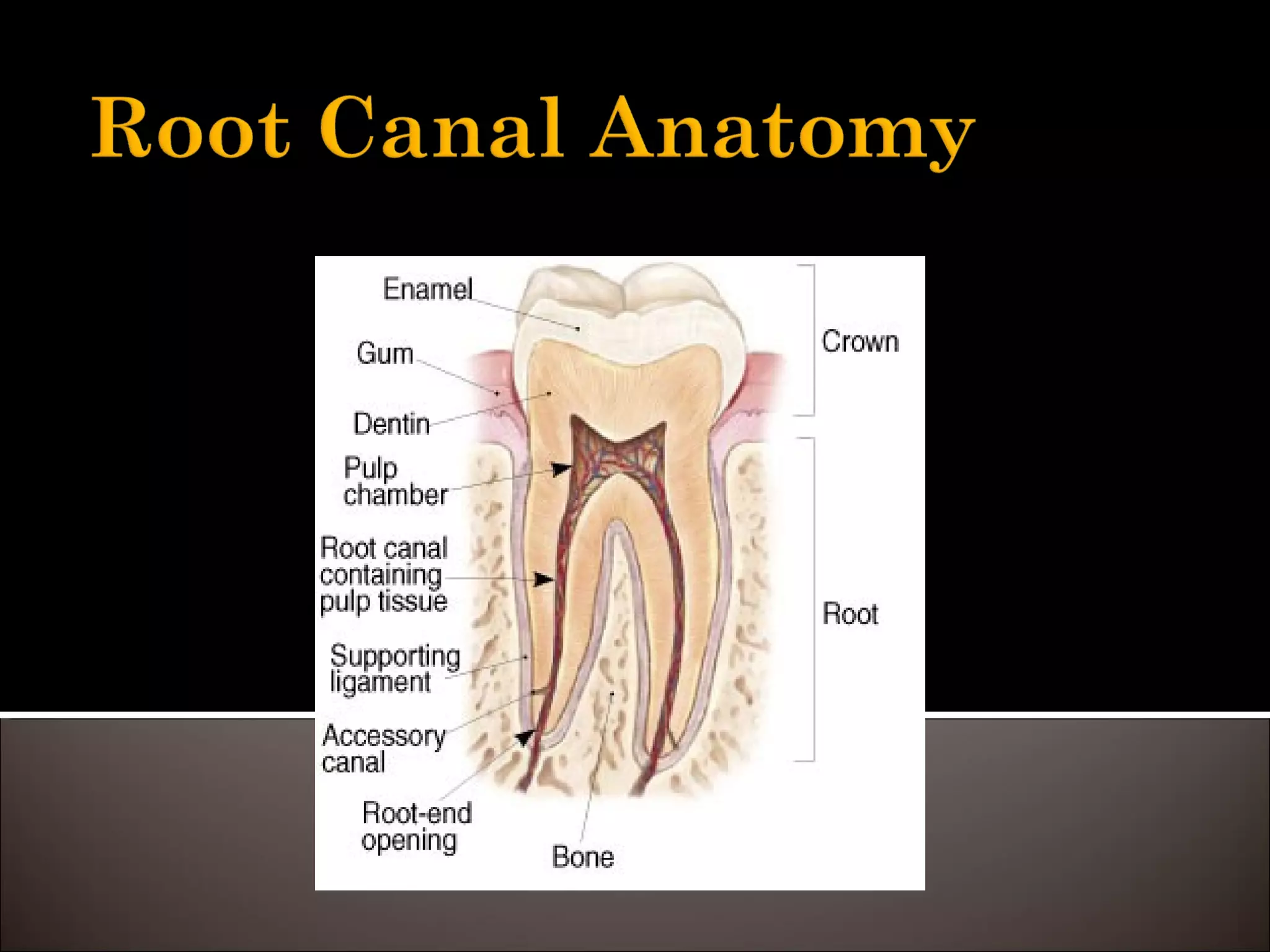 Root canal anatomy and access cavities | PPT
