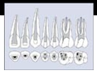 Root canal anatomy and access cavities | PPT